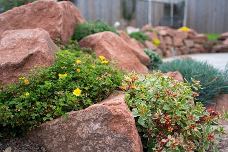 Planting - Garden Landscapers Cumbria